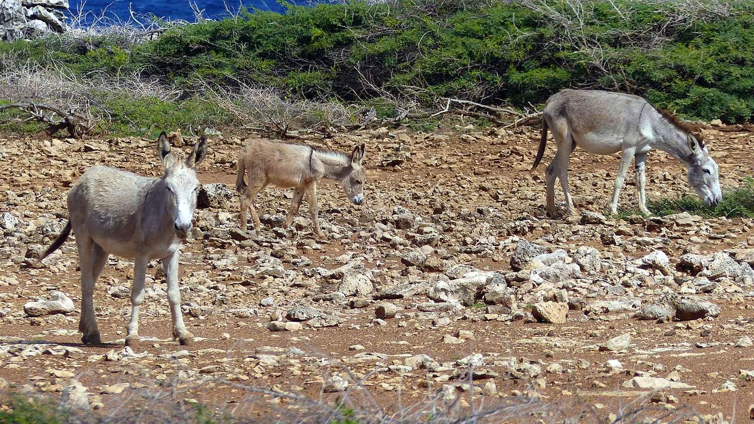 Bonaire - Jeeptour über die Insel / wir bummeln durch Kralendijk - Elke ...