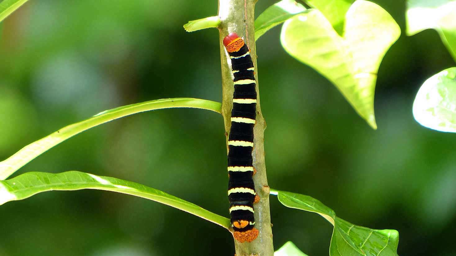 St. Lucia - privater Ausflug mit Christiane Lehmann, Rundfahrt nach ...